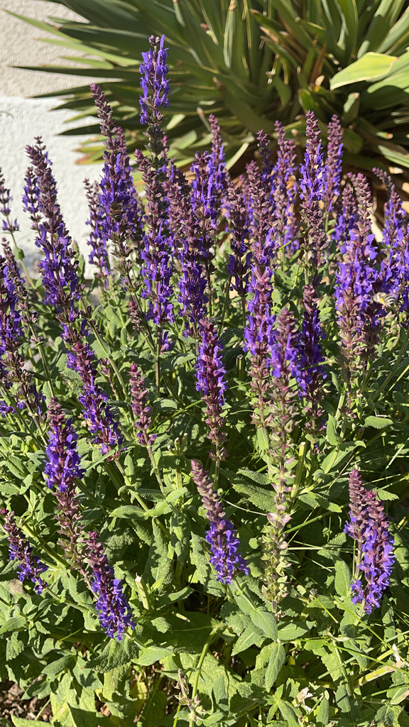 Purple Wood Sage from Sparks on July 12, 2021 at 06:42 PM by brigskis ...