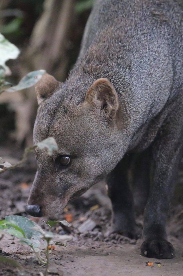 Short-eared Dog (Atelocynus microtis) - Know Your Mammals
