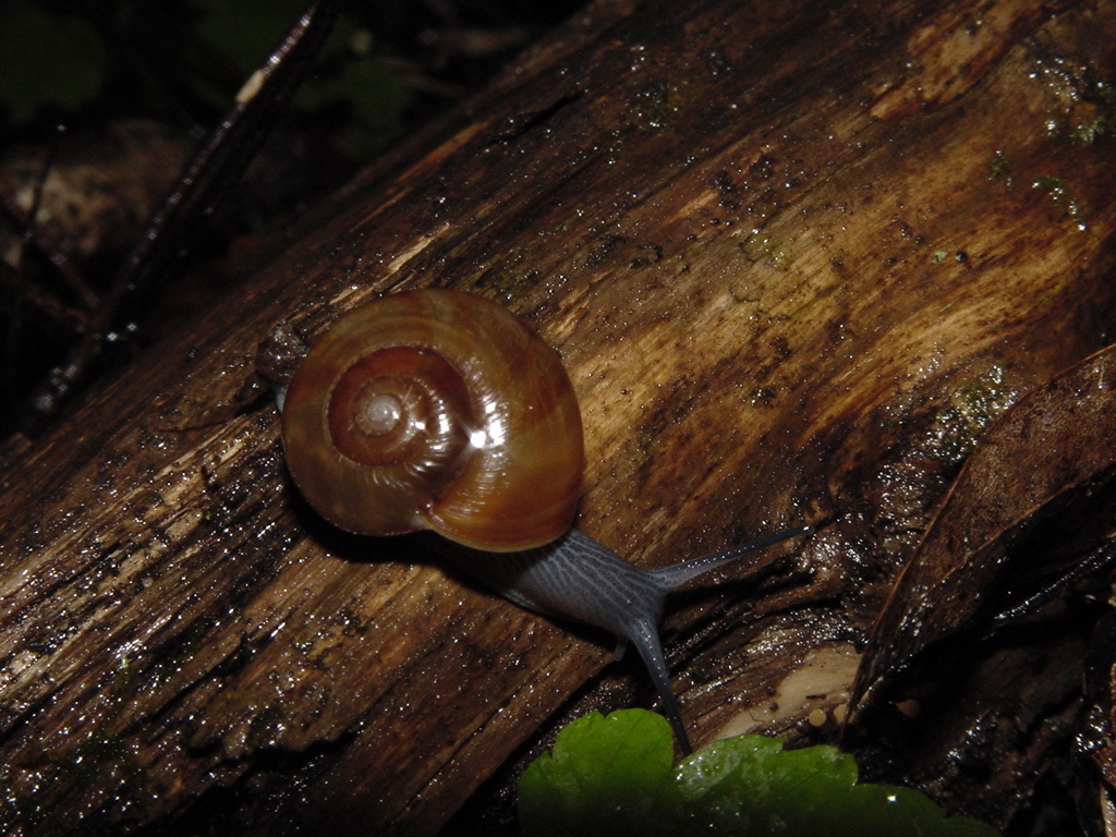 globose button (Terrestrial Mollusks of Alabama) · iNaturalist