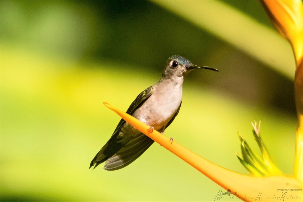 Wedge-tailed Sabrewing from Palenque, Chis., México on July 12, 2021 at ...