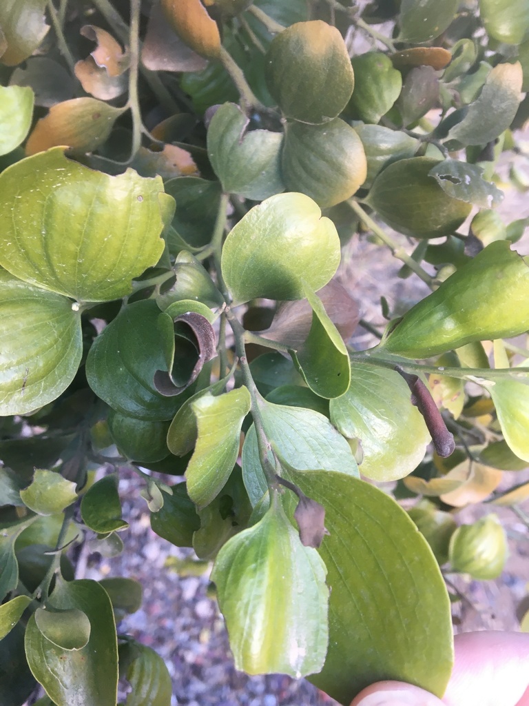 Broad Leaved Native Cherry from Coorumbene, QLD, AU on June 28, 2021 at ...