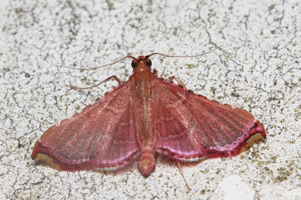 Endotricha from Frasers Hill town center on July 15, 2014 by dhfischer ...