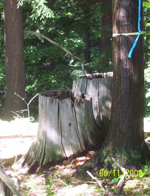American chestnut in June 2008 by Chuck Thomas. a healthy tree open to ...