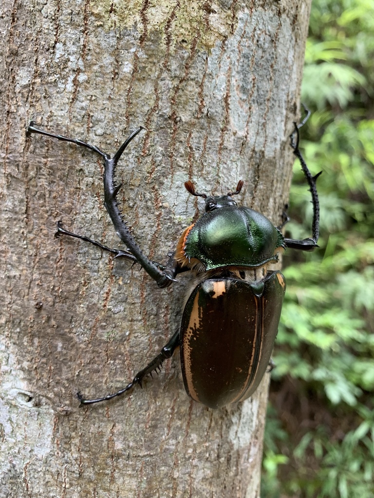 Cheirotonus jansoni in July 2021 by ndjiakechong · iNaturalist