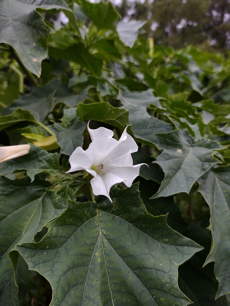 jimsonweed in July 2021 by osmunda924 · iNaturalist