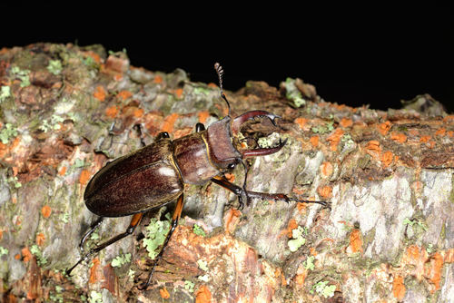 Subespecies Lucanus kanoi kanoi · iNaturalist Mexico