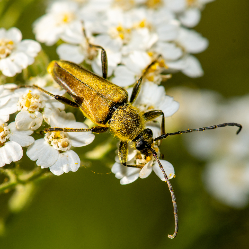Yellow Velvet Beetle (Longhorn Beetles of the United States) · iNaturalist