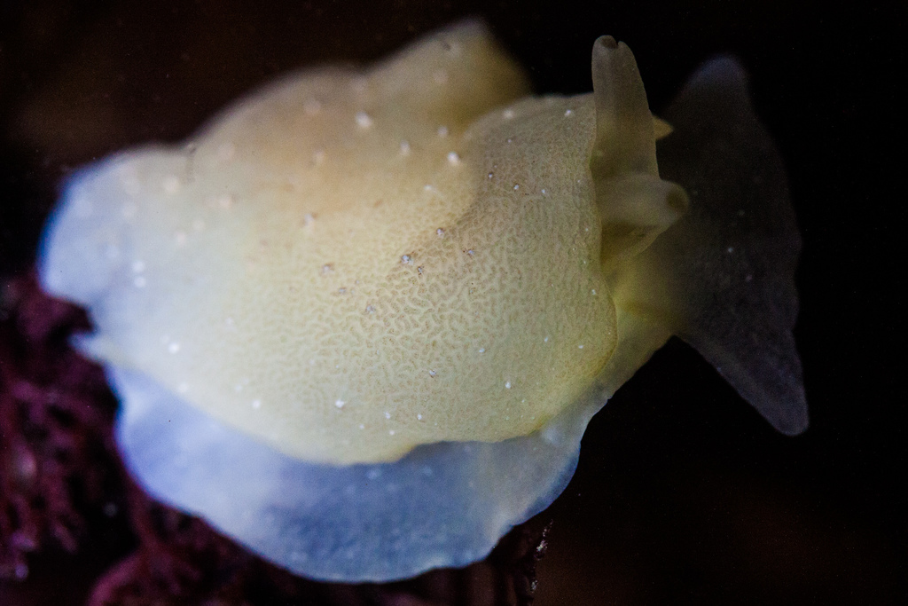 Strong's Sidegill (Sea Slugs - Nudibranchs of California) · iNaturalist