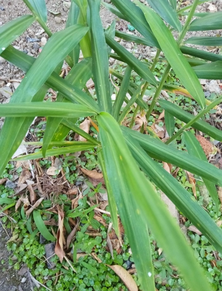 Zingiber officinale Roscoe