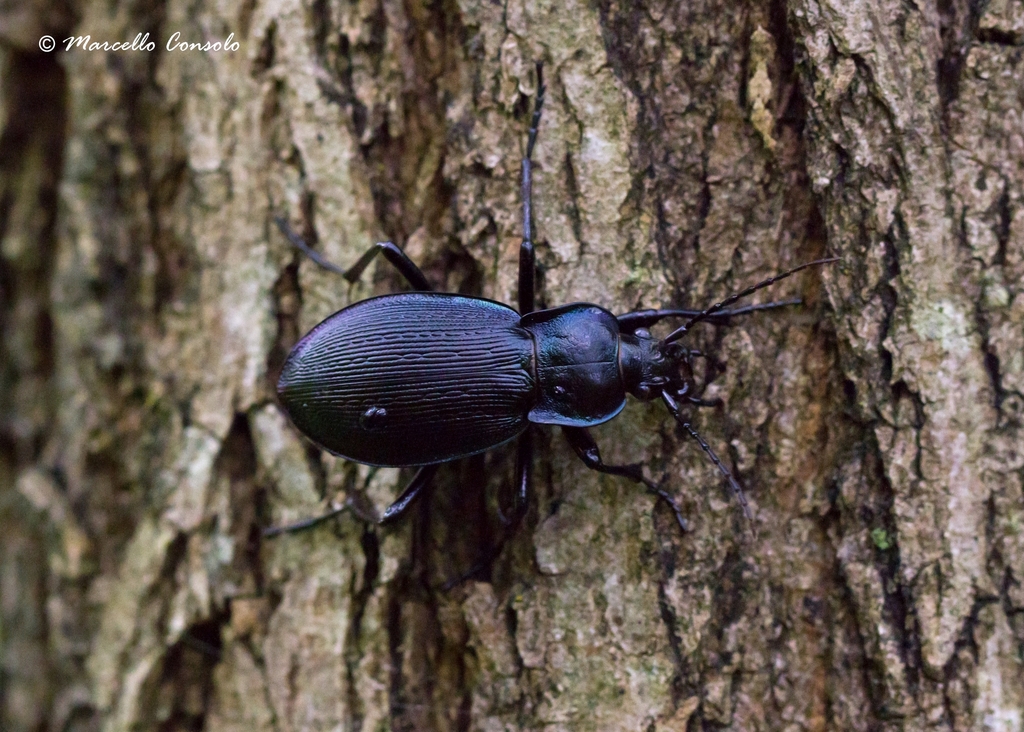 Carabus catenulatus (Carabidae Parte 2 Carabos de Europa) · iNaturalist