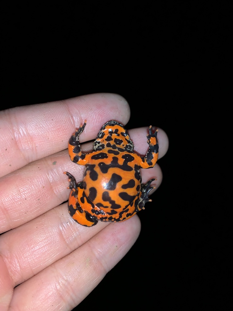 Oriental Fire-bellied Toad from Lianyun, Lianyungang, Jiangsu, CN on ...