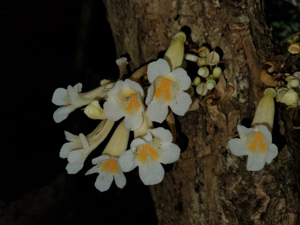 Colea floribunda from Montagne des français-Antsiranana on December 12 ...