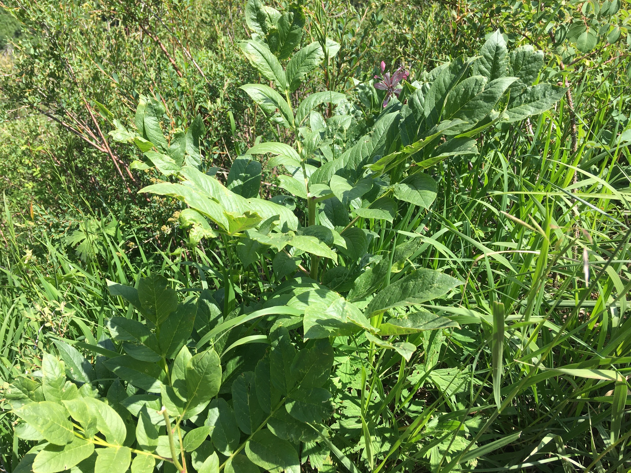 Dictamnus angustifolius G.Don ex Sweet