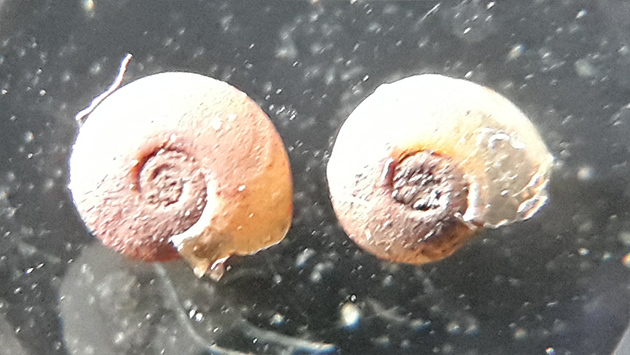 Hippeutis complanatus (Linnaeus, 1758)