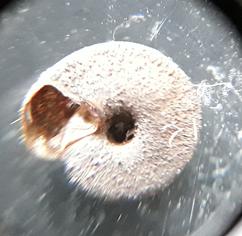 Hippeutis complanatus (Linnaeus, 1758)