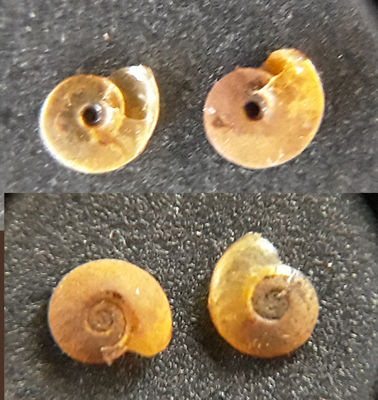 Hippeutis complanatus (Linnaeus, 1758)