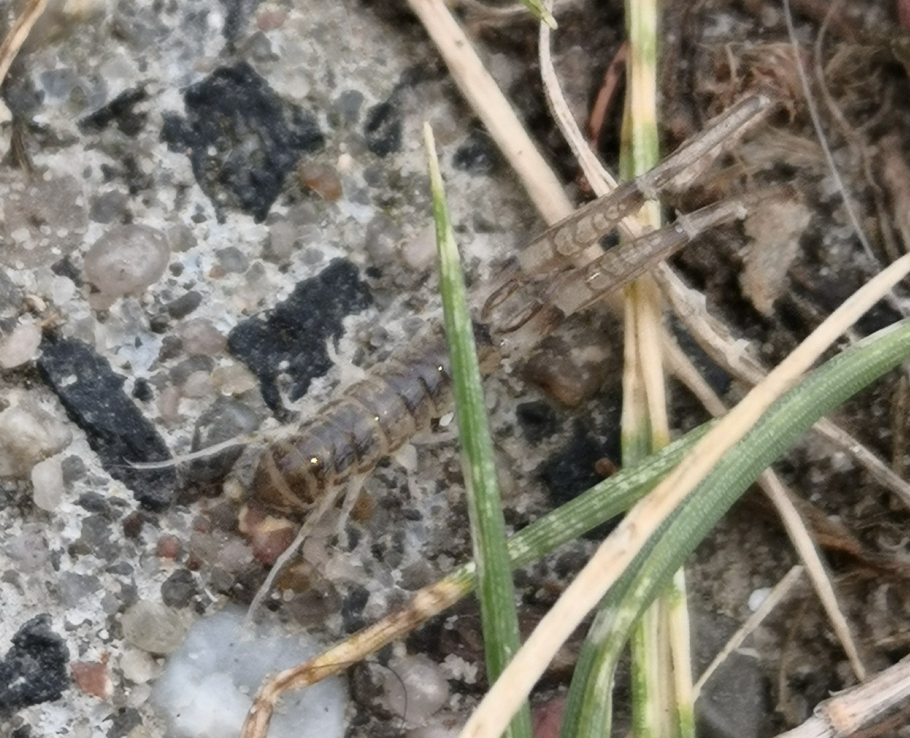 Corophium volutator (Pallas, 1766)