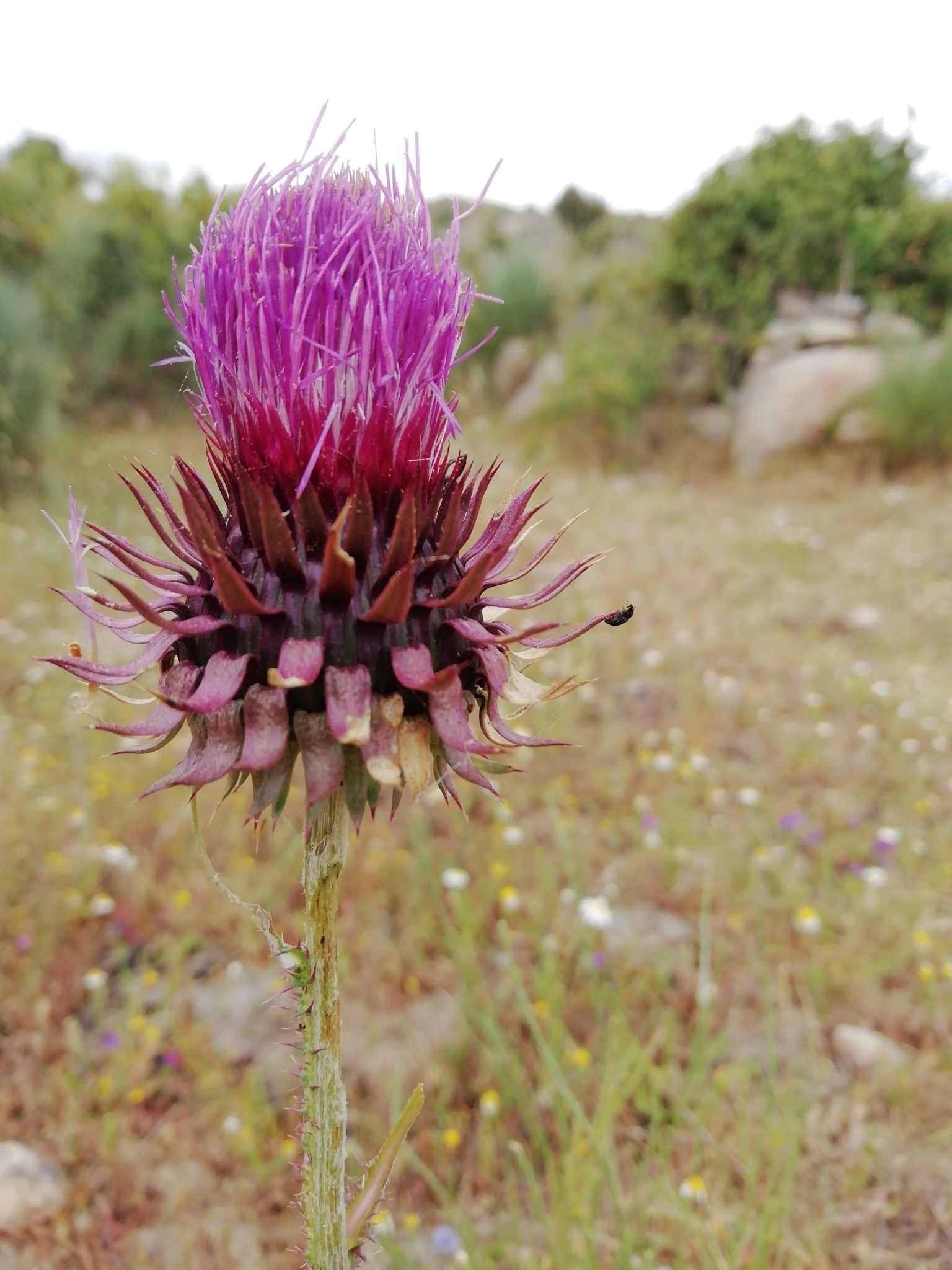 Carduus nutans subsp. platypus (Lange) Greuter