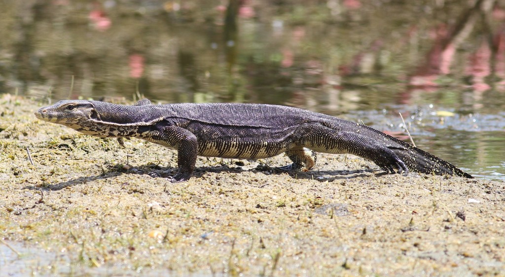 Two-striped Water Monitor from Serangan, Bali, Indonesia on March 20 ...