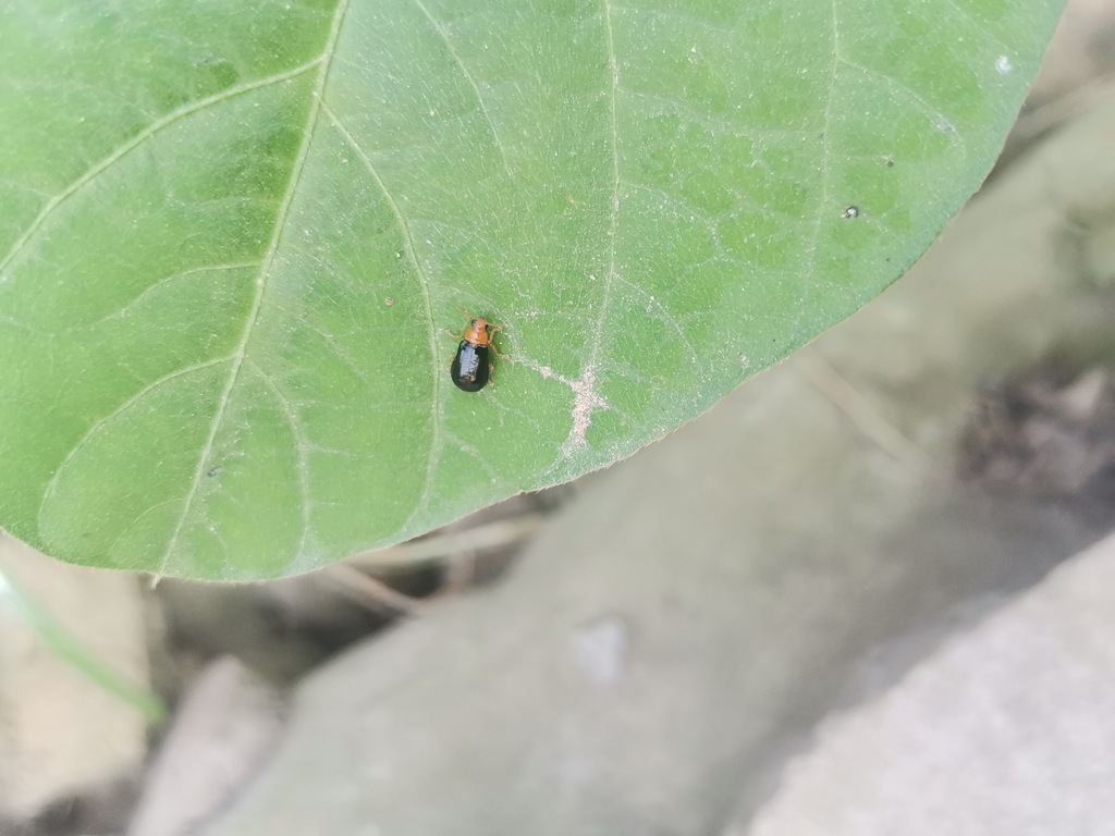 Aulacophora lewisii from 中国四川省南充市阆中市 on July 13, 2021 at 05:19 PM by ...