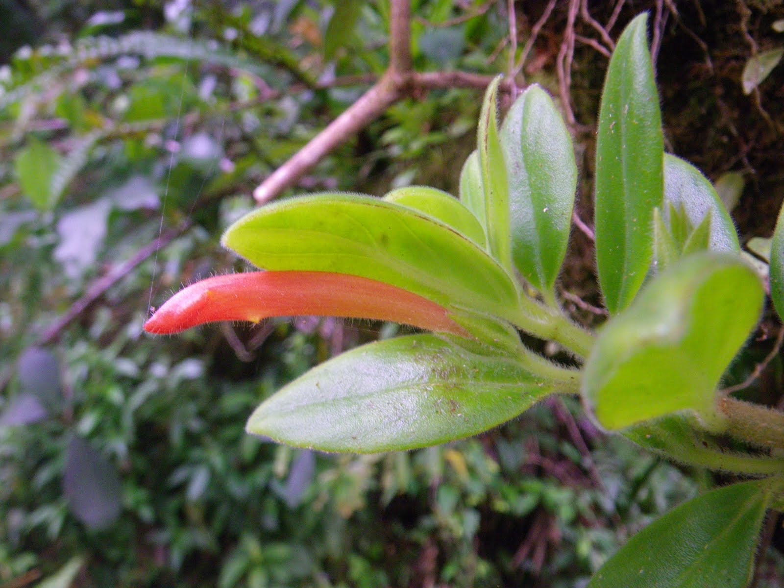 Columnea scandens L.
