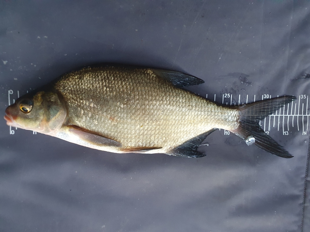 Common Bream from 83430 Liperi, Suomi on July 12, 2021 at 10:16 PM by ...