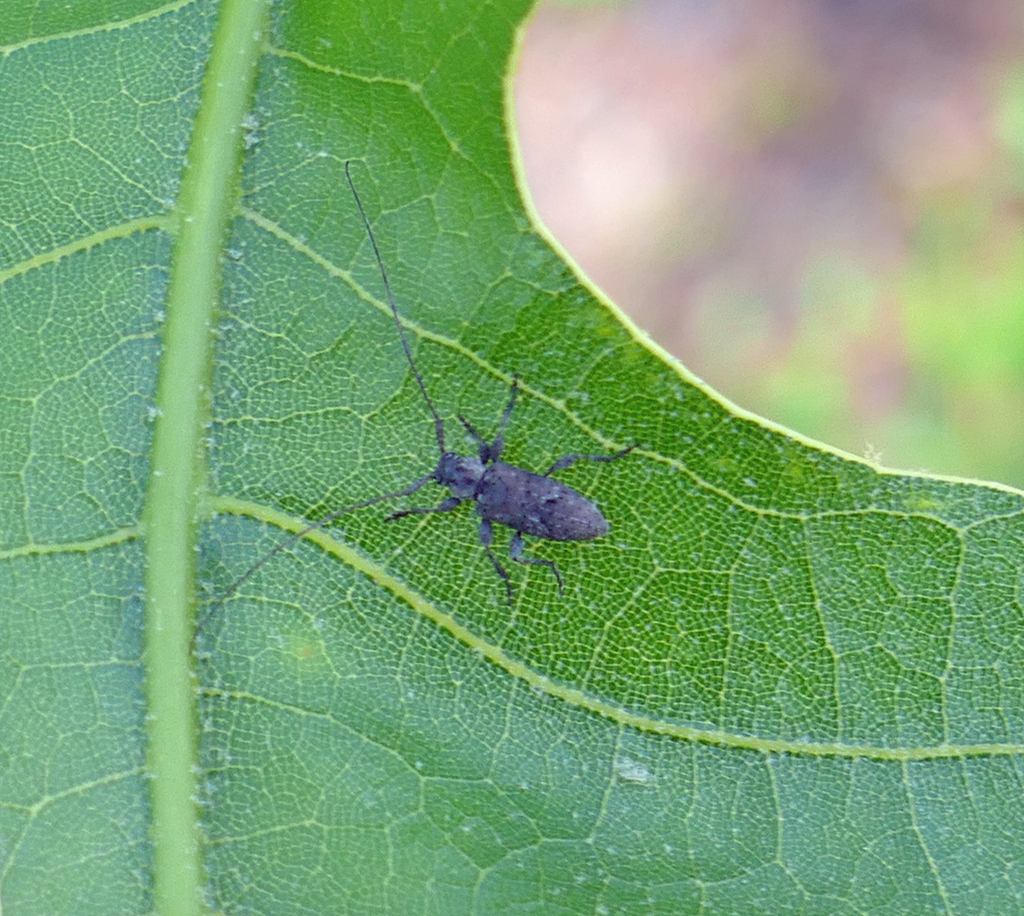 Sternidius from Emanuel County, GA, USA on May 14, 2021 at 11:51 AM by ...