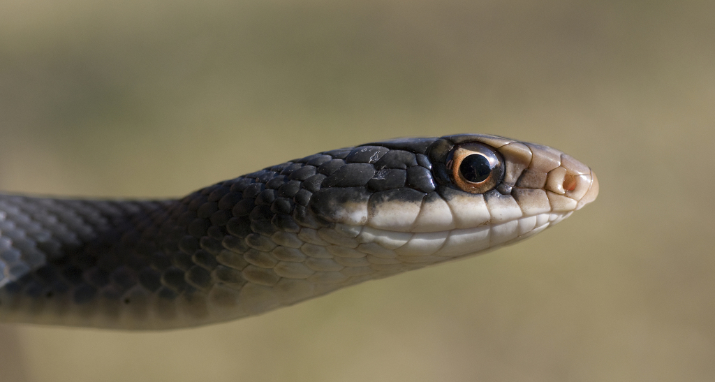 Everglades Racer (Coluber constrictor paludicola) - Snakes and Lizards