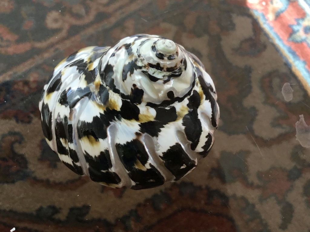 West Indian Top Shell from Absecon Island, Margate City, NJ, US on July ...