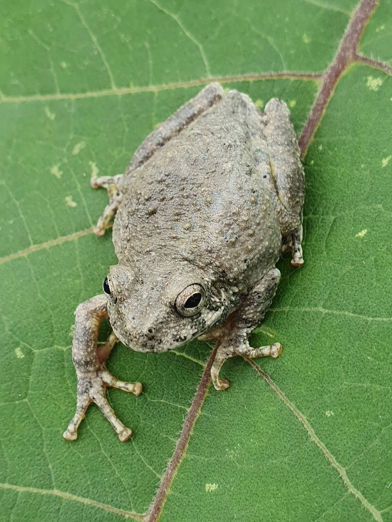 Canyon Tree Frog from 63887 Nay., México on July 10, 2021 at 05:54 PM ...