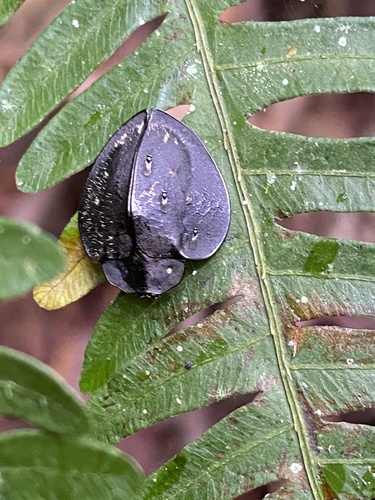 Stolas floccosa · iNaturalist