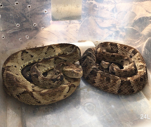 Whitetail Lancehead (Bothrops leucurus) - Snakes and Lizards