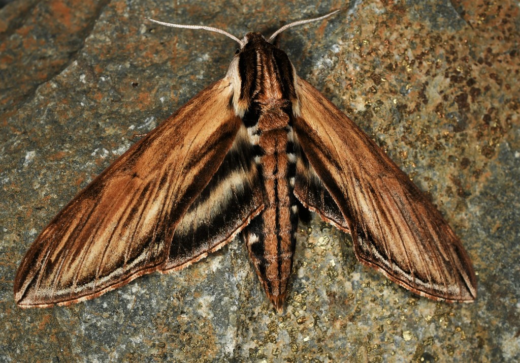 Laurel Sphinx from Val-d'Or, QC, Canada on July 13, 2021 at 03:47 AM by ...