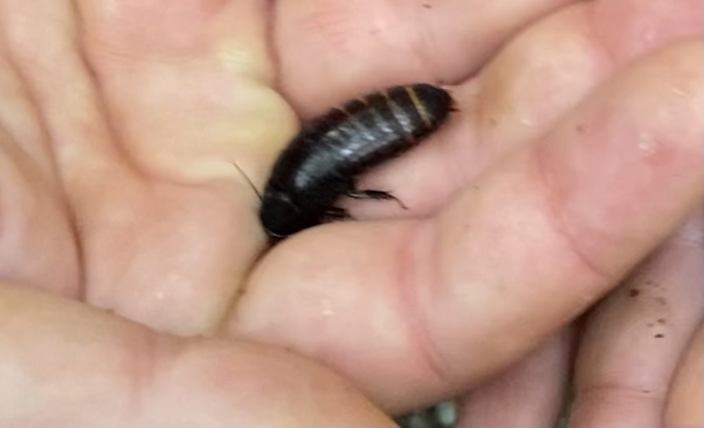 Cryptocercus from Great Smoky Mountains National Park, Cosby, TN, US on ...