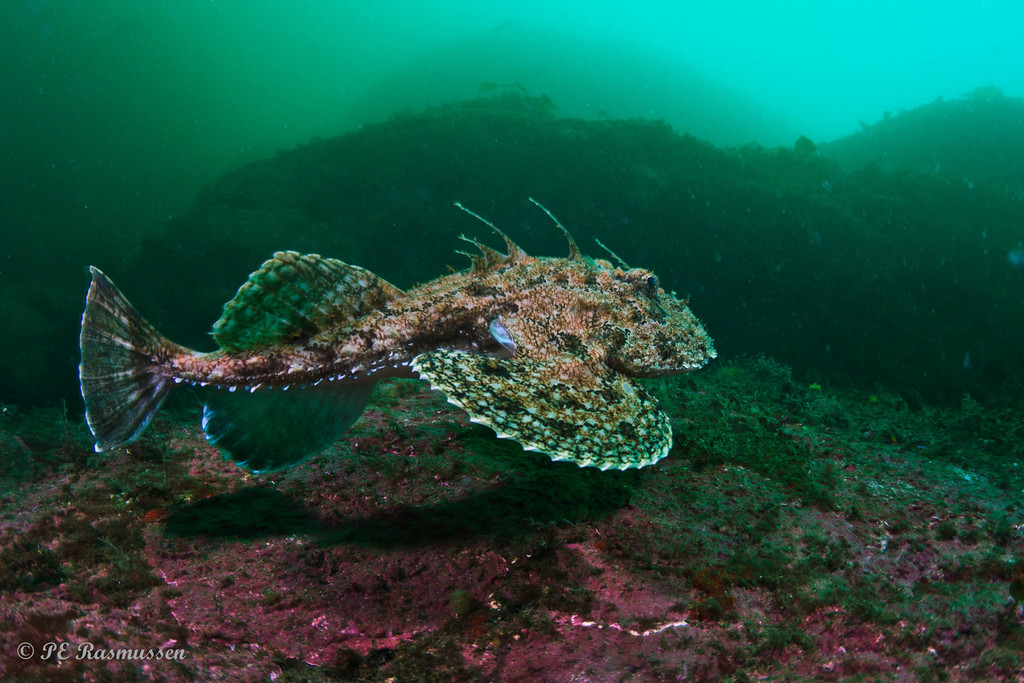 Angler (Lophius piscatorius) - Marine Life Identification