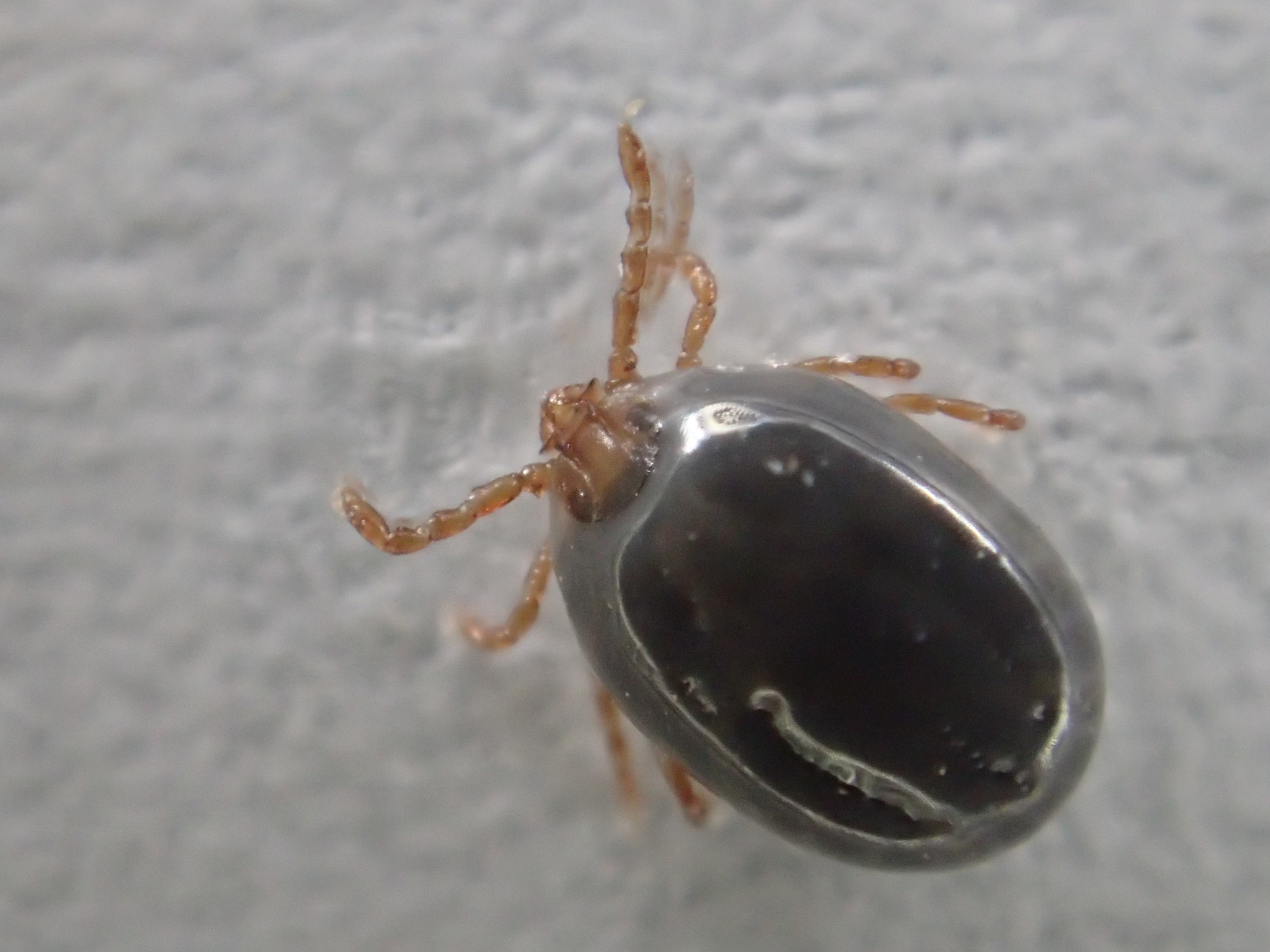 Haemaphysalis leporispalustris Packard, 1869