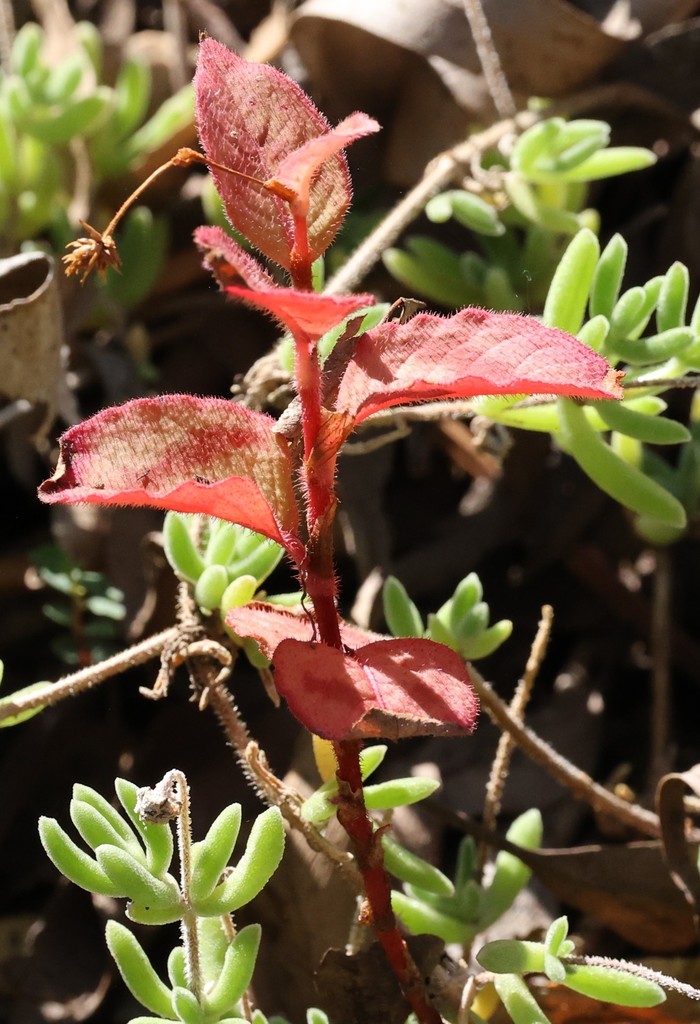 pink knotweed from Los Angeles, CA, USA on July 12, 2021 at 09:07 AM by ...