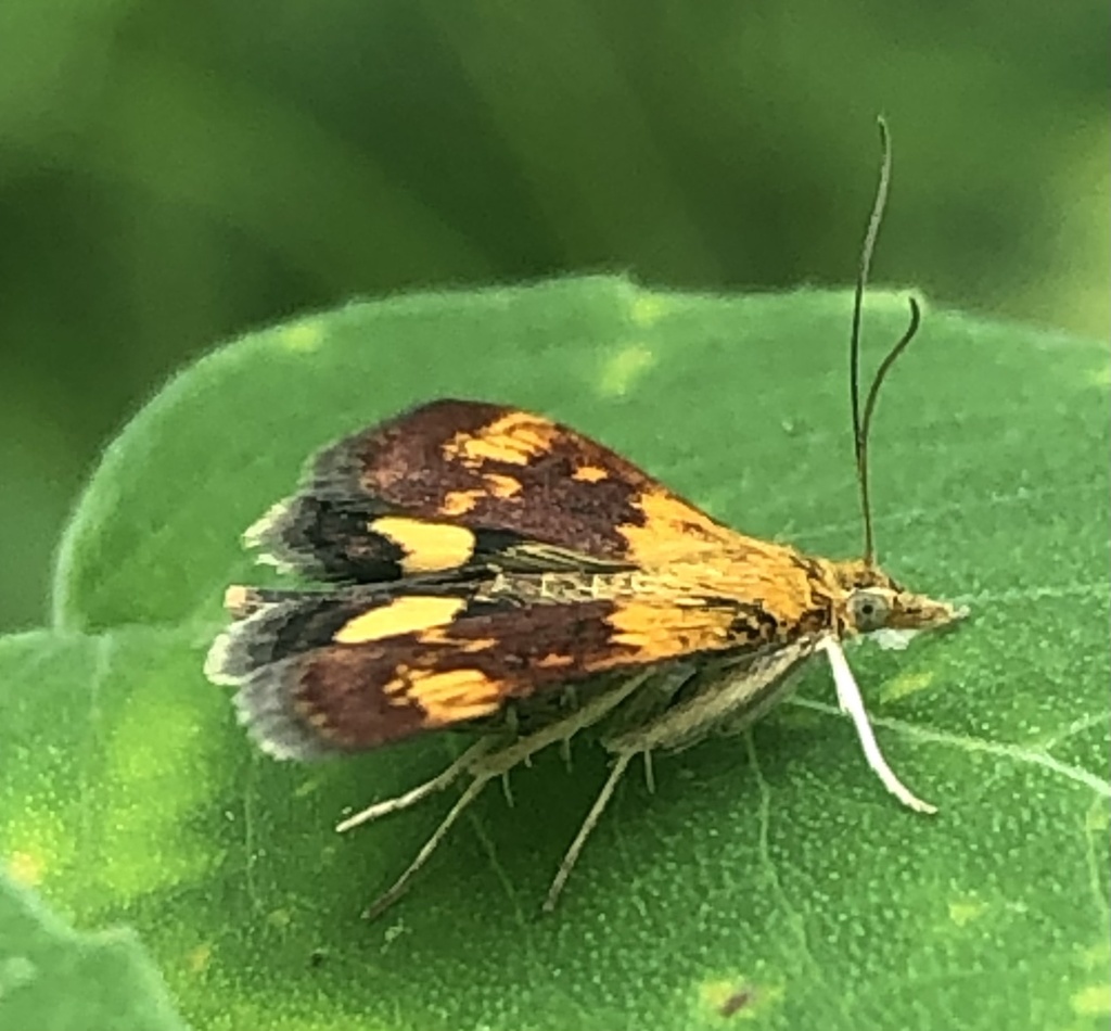 Orange Mint Moth from Springer St, Komoka, ON, CA on July 13, 2021 at ...