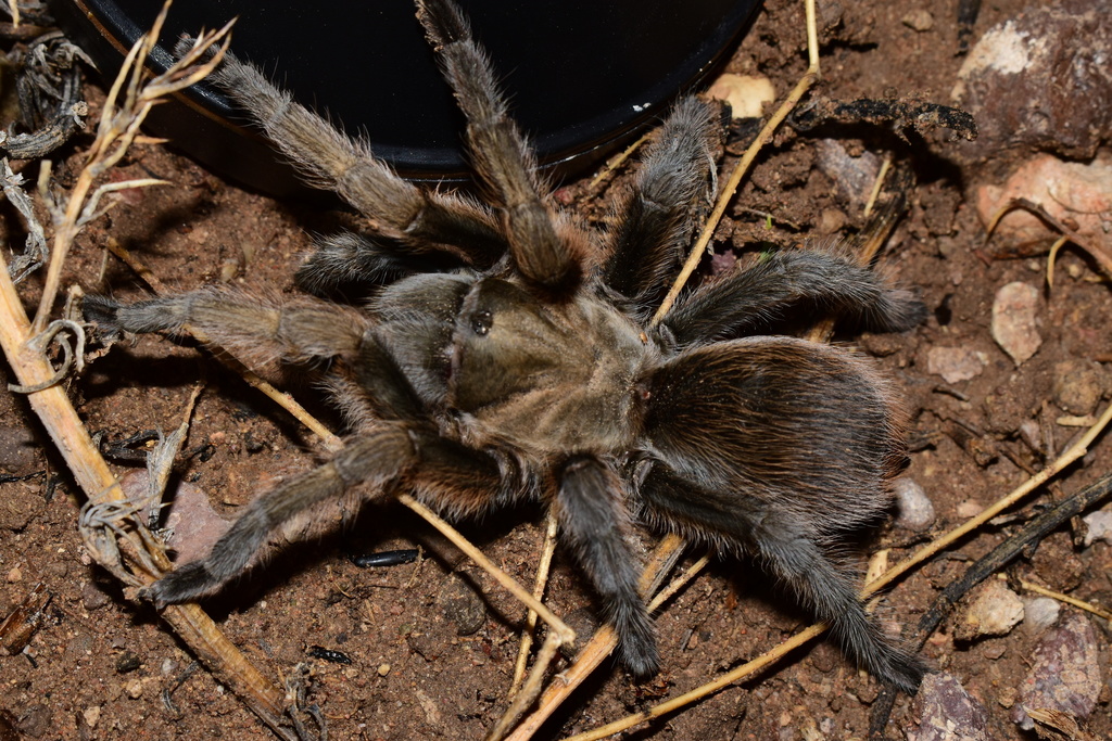 Chiricahuan Gray Tarantula from NM-80, Lordsburg, NM, US on July 12 ...