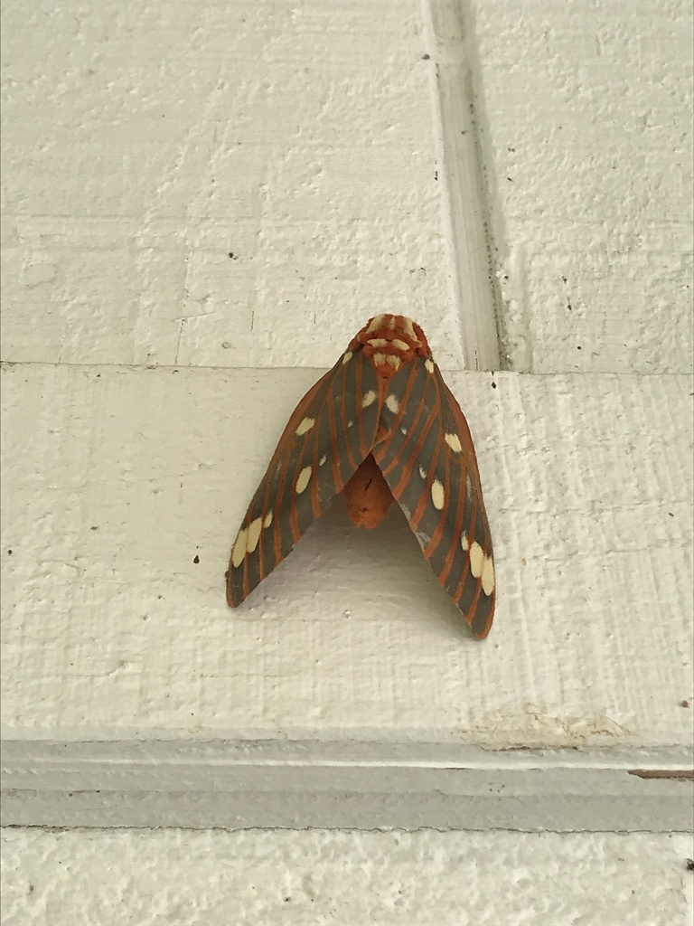 Regal Moth from Lions Field, Elizabethton, TN, US on July 13, 2021 at ...