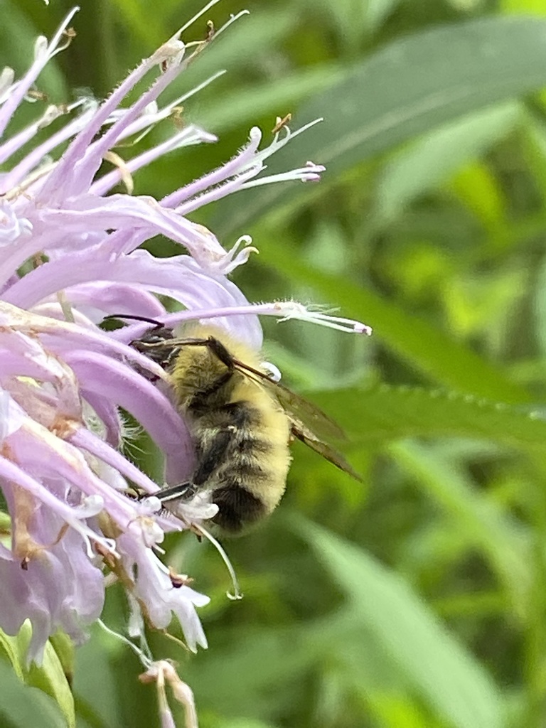 Perplexing Bumble Bee from Iron Valley Dr, Cornwall, PA, US on July 13 ...