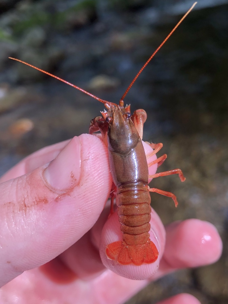 Cataloochee Crayfish from Cherokee National Forest, Flag Pond, TN, US ...