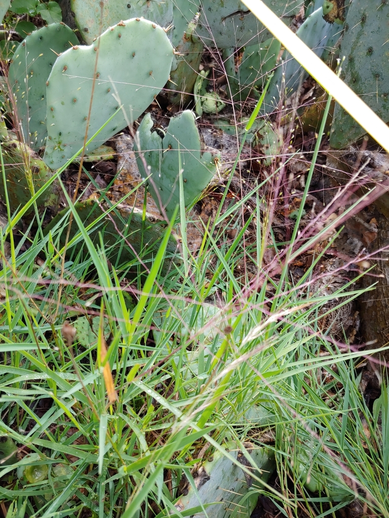 Fall Witchgrass from Mason, TX 76856, USA on July 13, 2021 at 09:57 AM ...