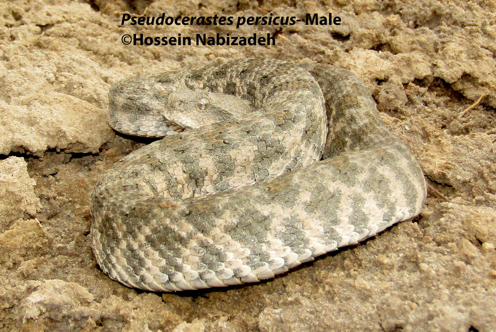 Persian Horned Viper (Pseudocerastes persicus) - Snakes and Lizards