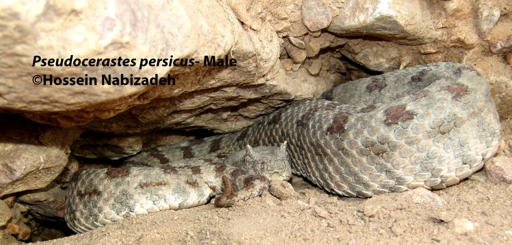 Persian Horned Viper (Pseudocerastes persicus) - Snakes and Lizards
