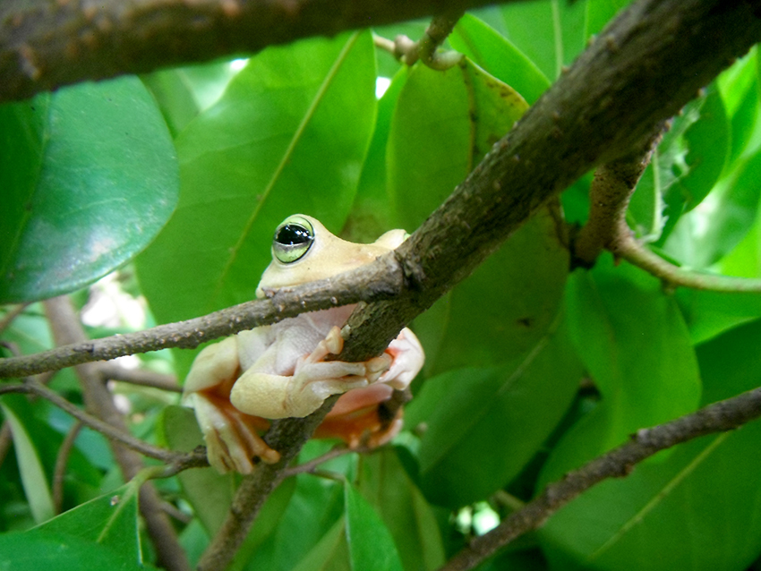 Banana Tree Dwelling Frog from Parroquia Urbana El Socorro, 2001 ...