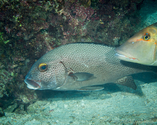 Dotted Sweetlips (Plectorhinchus pica) - Marine Life Identification