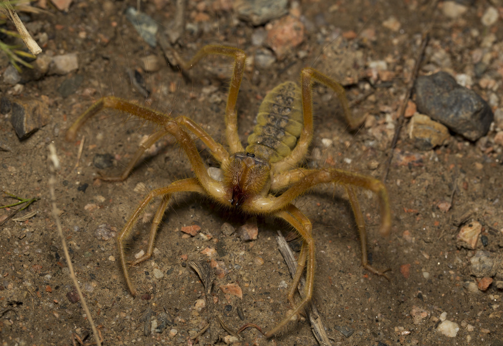Galeodes caspius from Toktogul, Киргизия on June 10, 2021 at 10:43 PM ...