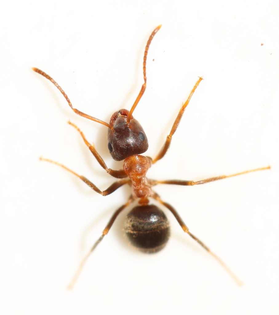 Citronella Ants (Calgary Insect Pollinators Guide) · iNaturalist