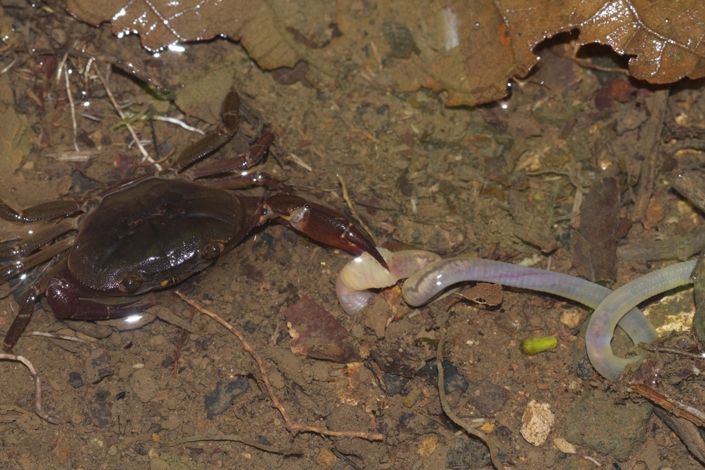 Neotropical Freshwater Crabs from pocora, costa rica on October 7, 2014 ...